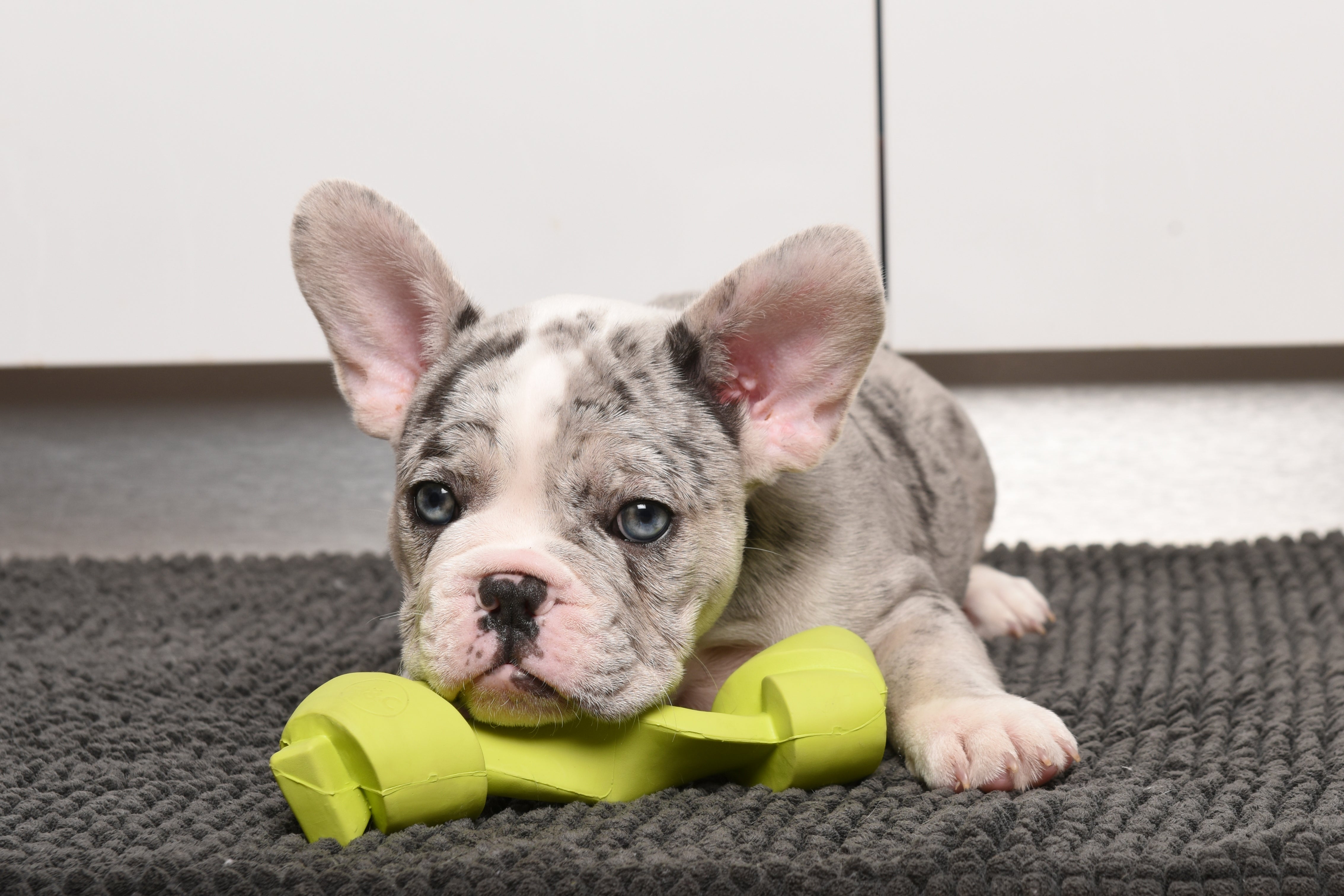 4 July - It's a big, BIG bang! – Rufus & Coco USA